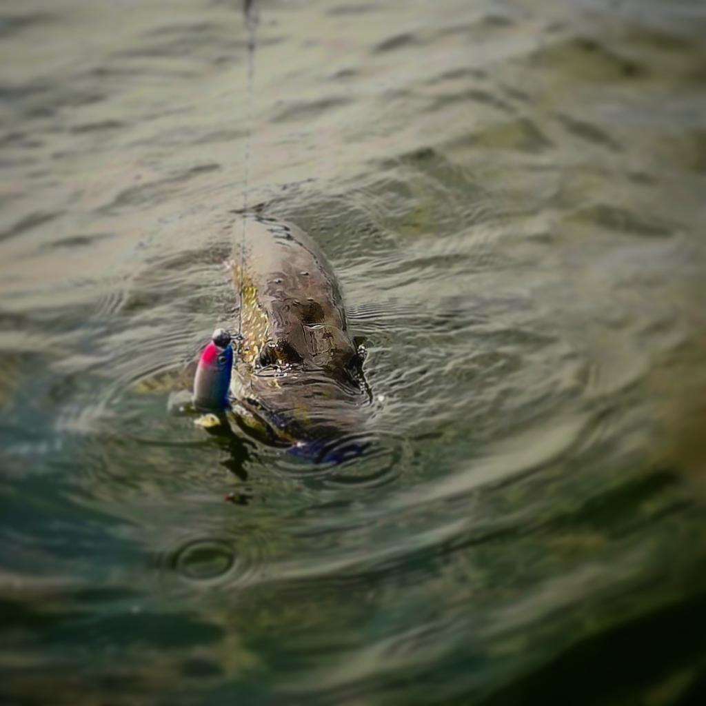 Fishing with lures: a complete guide for beginners - Fishsurfing blogs