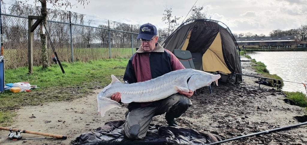 sturgeon/ steur - Fishsurfing