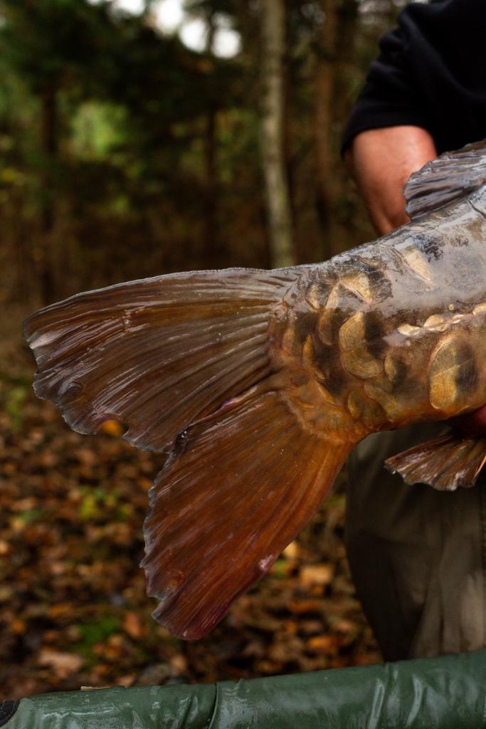 Karp ponad 25 kg na późnojesiennej zasiadce - Fishsurfing